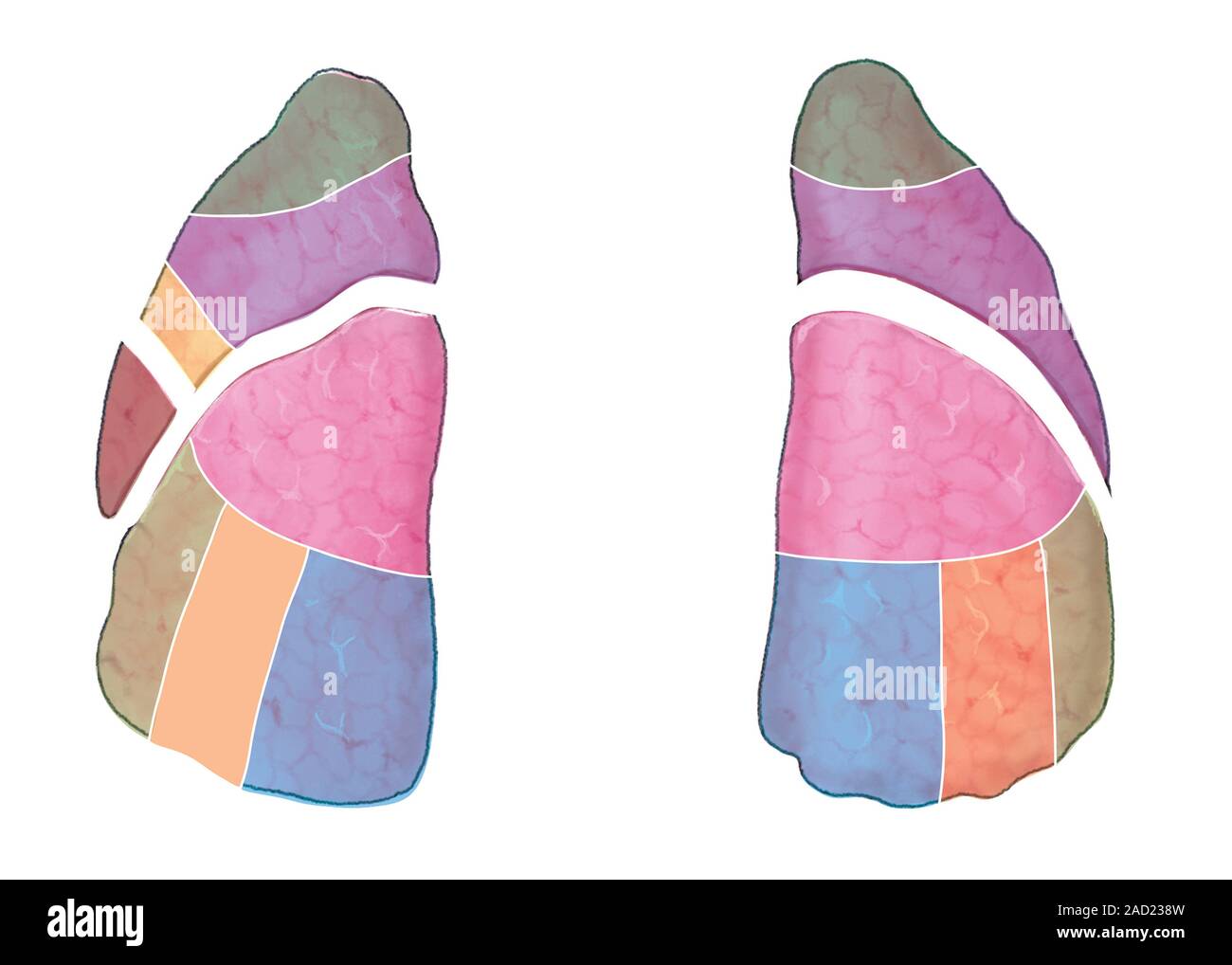 Illustration of the Lungs, Lobes and Segments. This illustration is ...