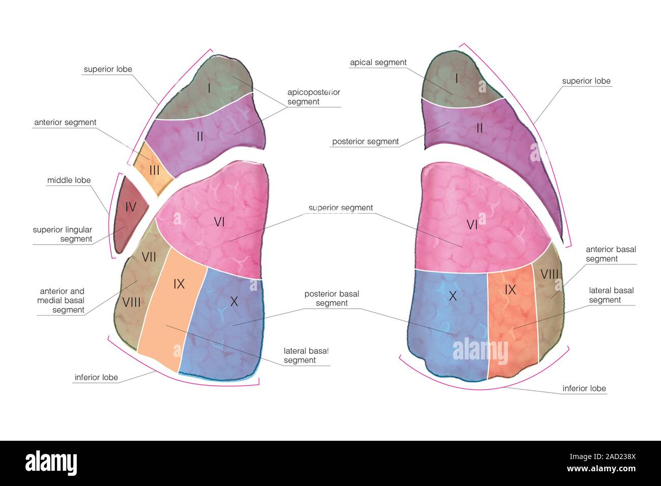 Illustration Of The Lungs Lobes And Segments This Image Labelled Illustration Is From
