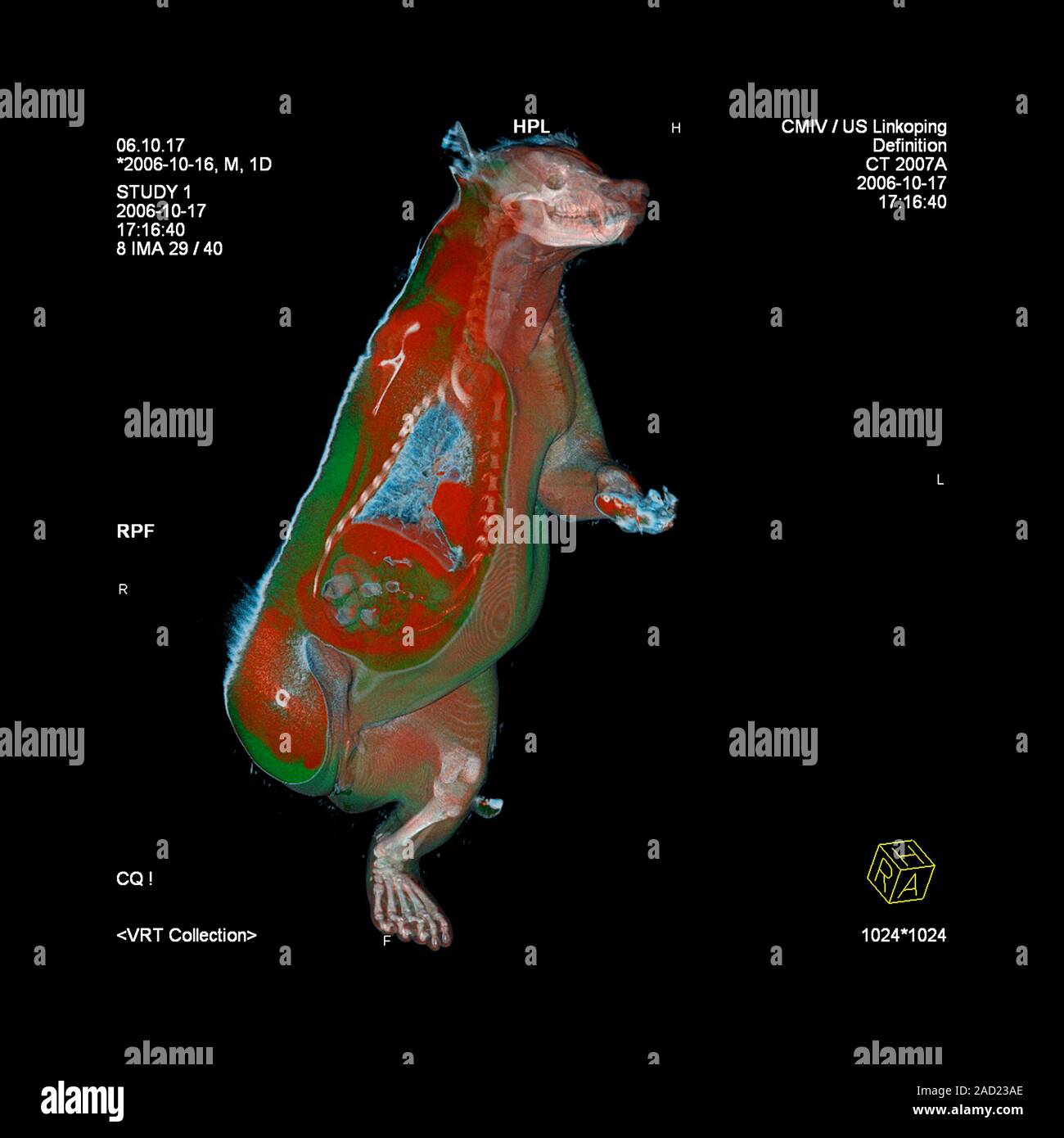 Bear anatomy. Computed tomography (CT) scan of the internal anatomy of ...