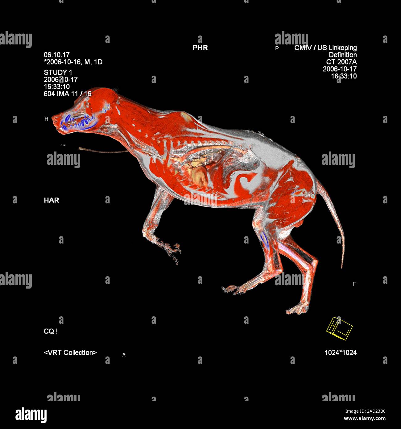 Wolf Skeleton Anatomy