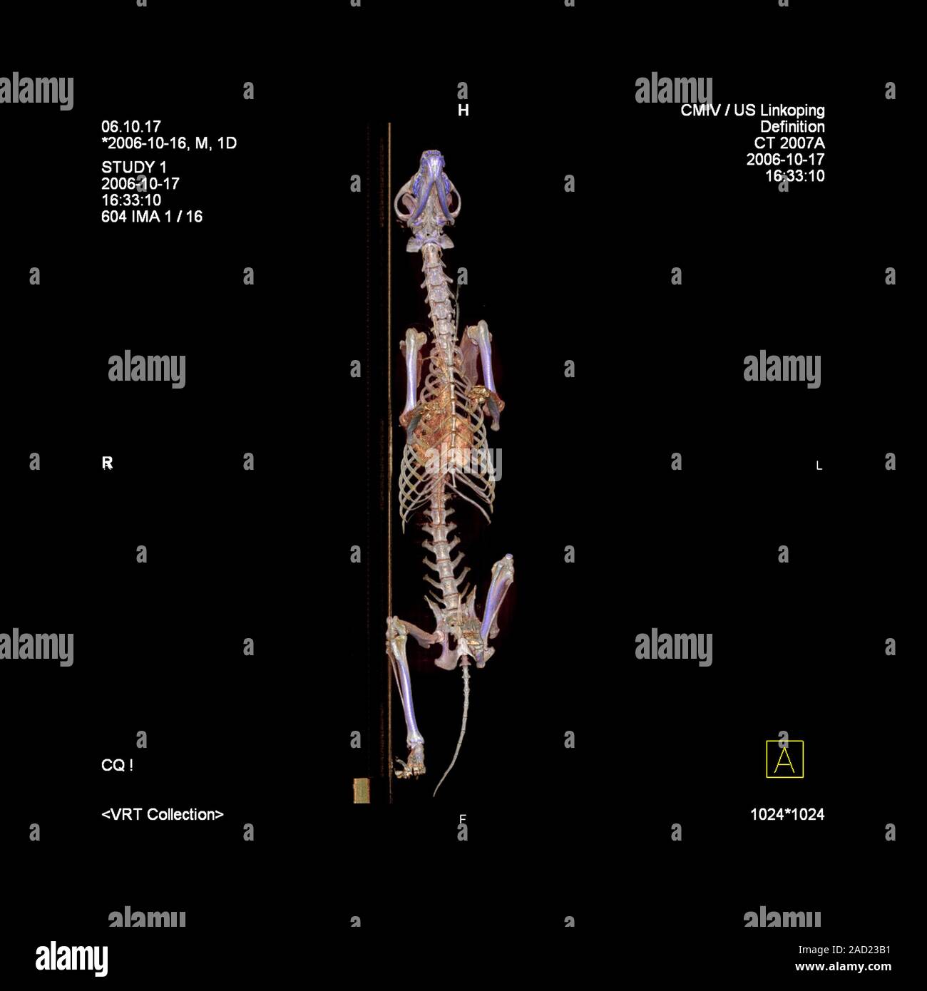 Wolf's skeleton. Computed tomography (CT) scan of the skeleton of a ...