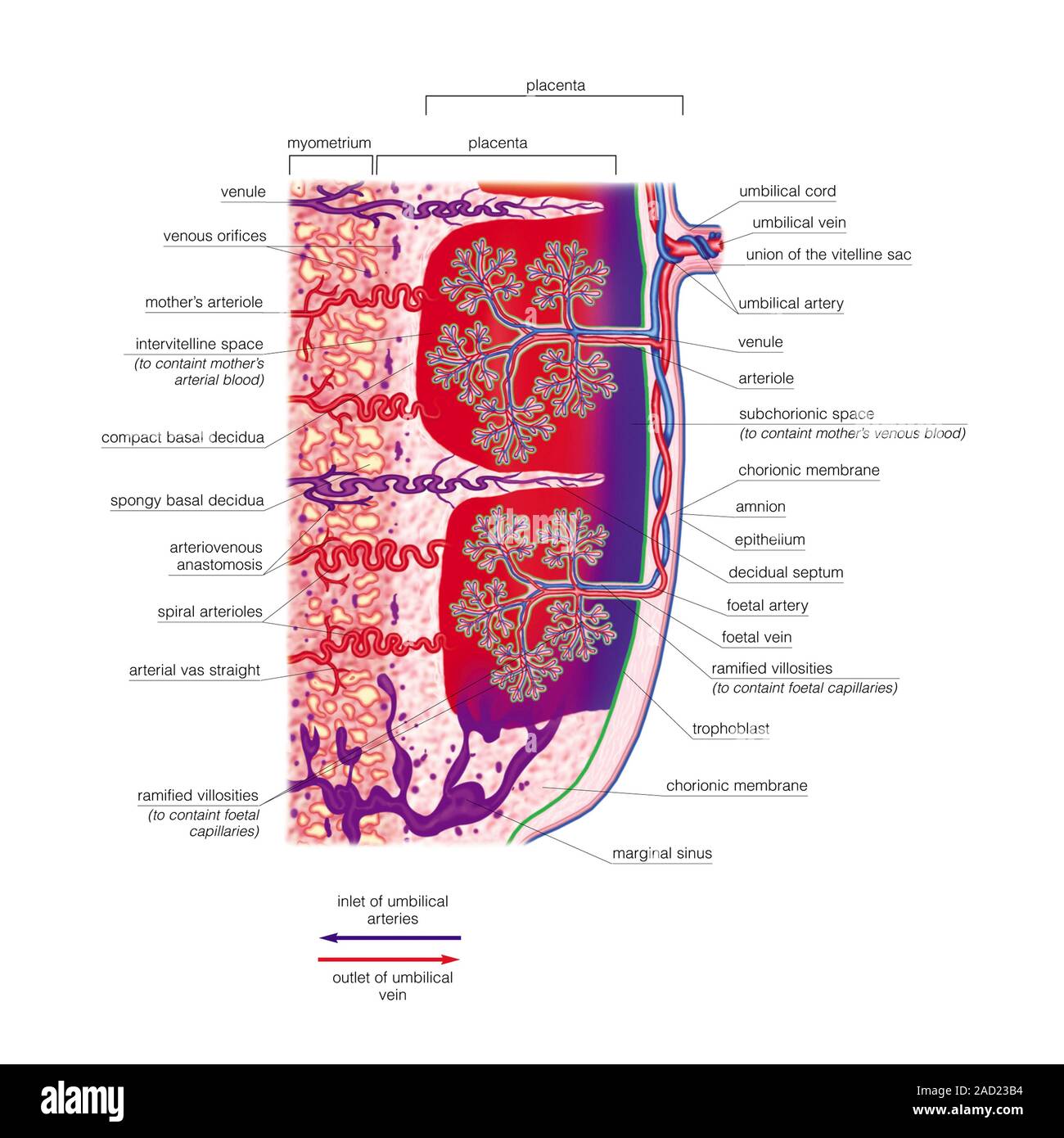 Illustration of the placenta at section of mother and Foetal parts ...