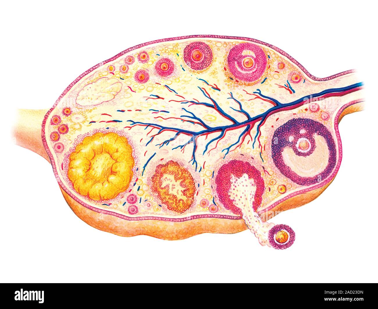 Illustration of the Female Genital System. Ovarian cycle. This ...