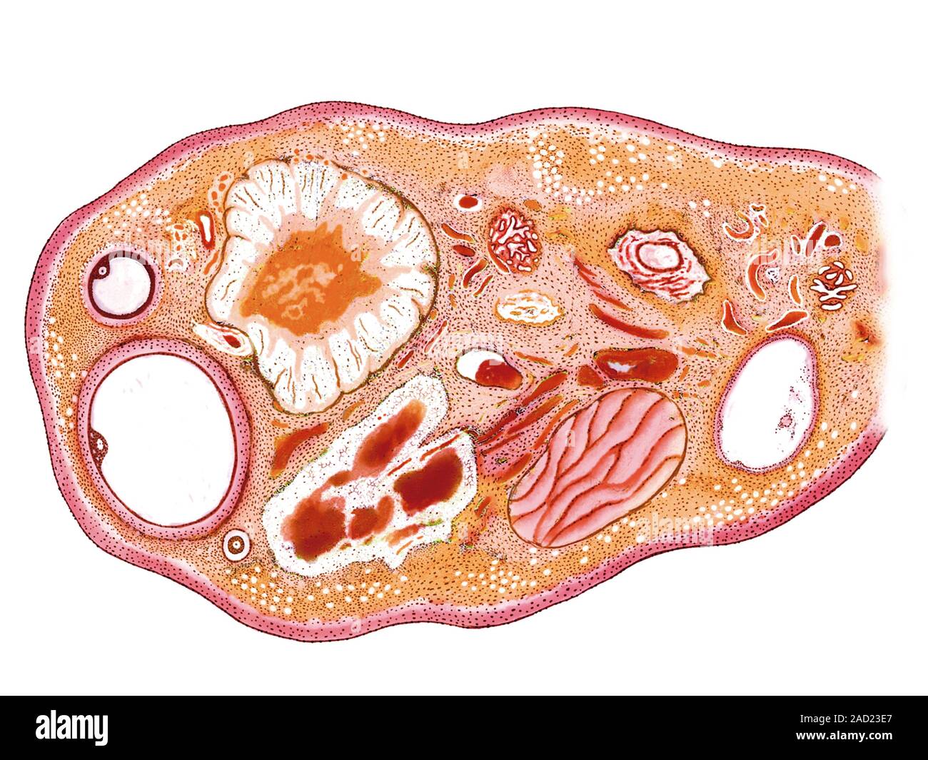 Illustration of the Female Genital System. Ovary and Uterine Tube. This ...