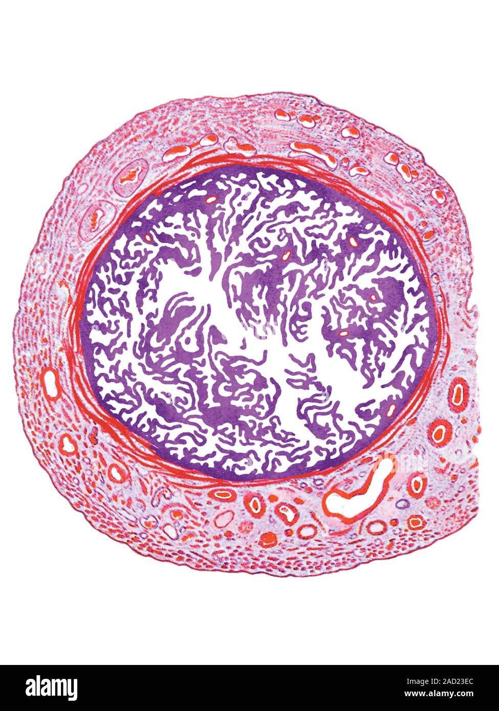 Illustration of the Female Genital System. Uterine tube transverse ...