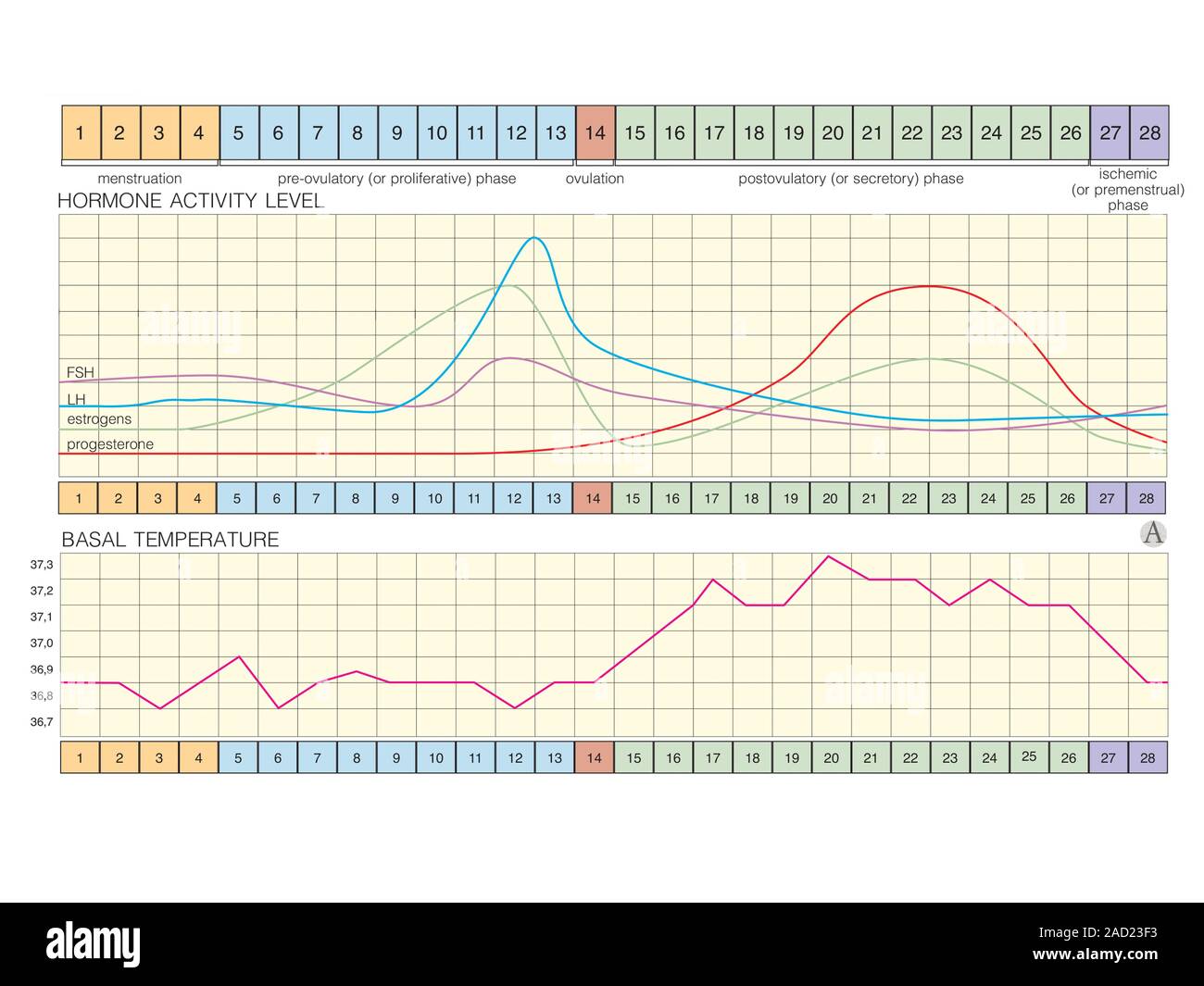 Illustration of the Female Genital System. Menstrual Cycle. This ...