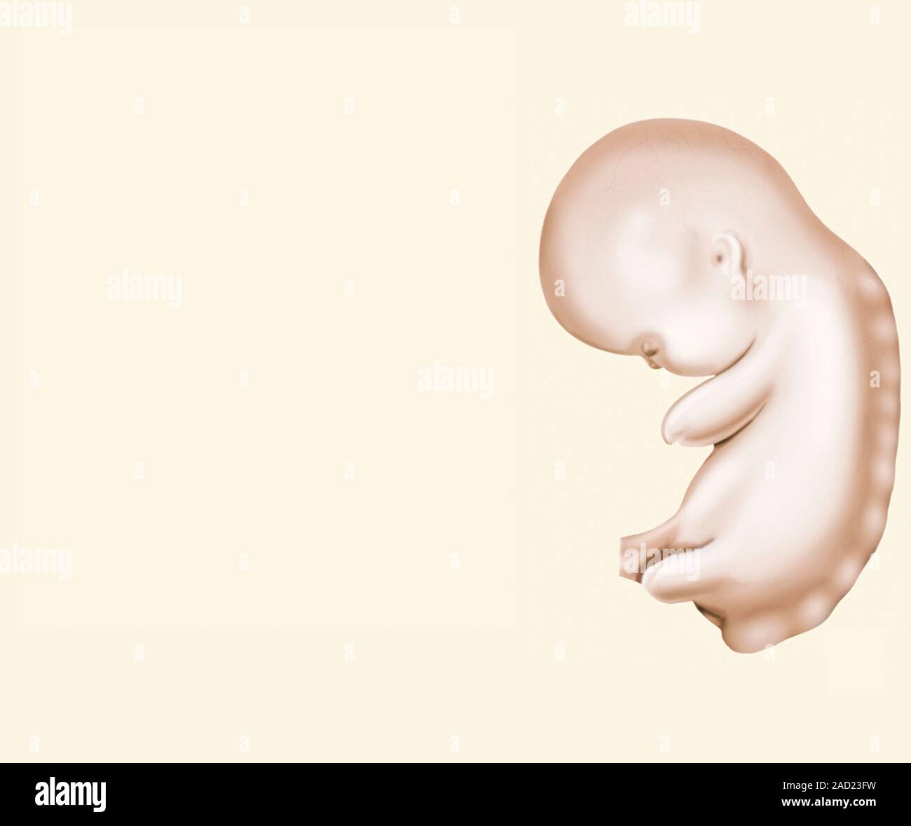Illustration of the embryo. Embryonic Period, Second month. Transition ...