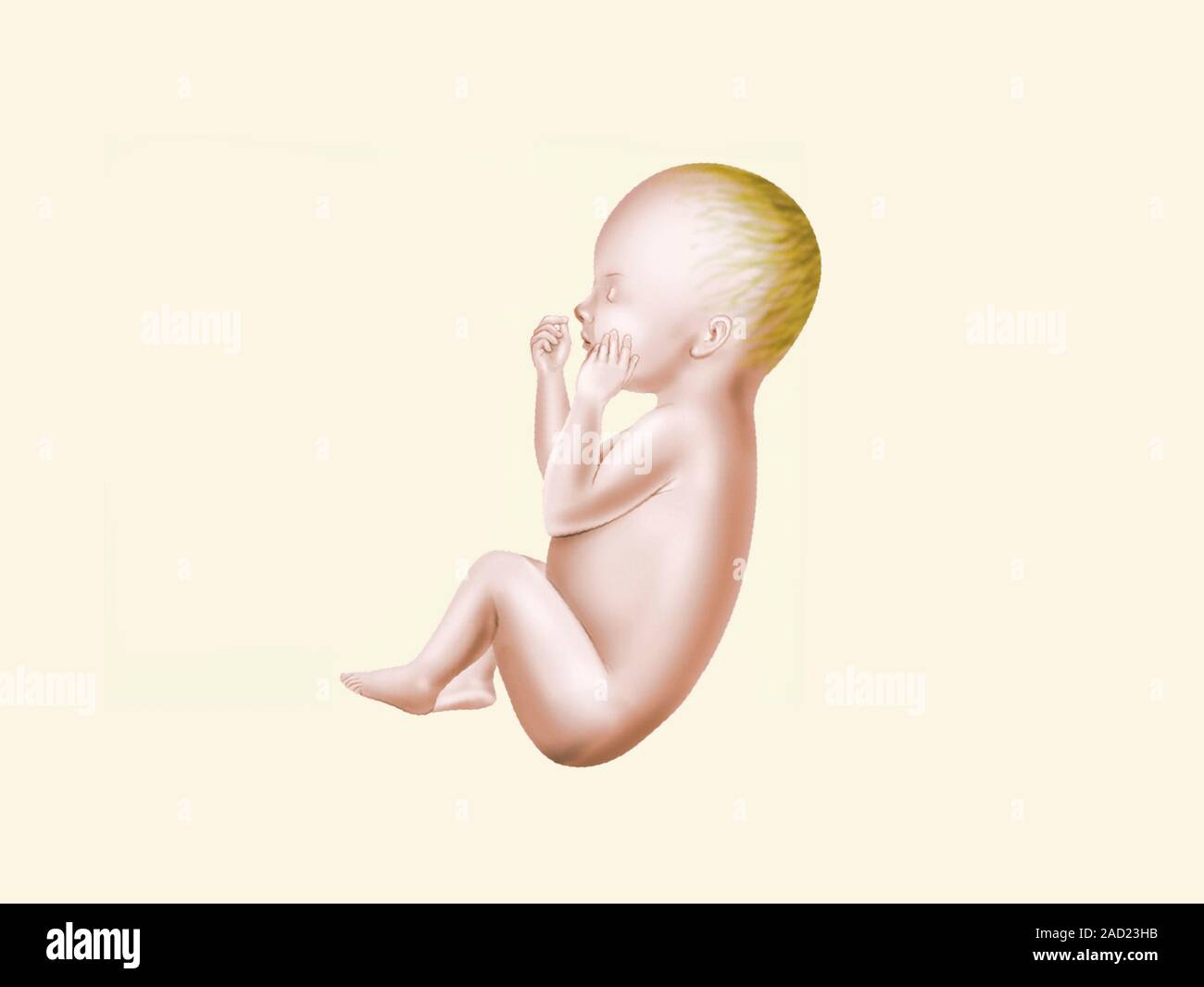 Illustration of the foetus. Foetal Period, Eighth month. Preparation ...