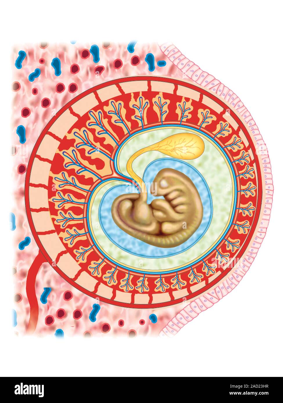 Illustration of the embryo formation. This illustration is from ...