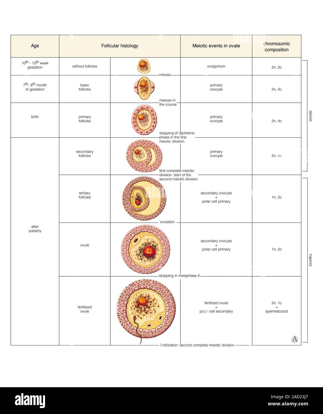 Illustration of the Oogenesis. This labelled illustration is from ...