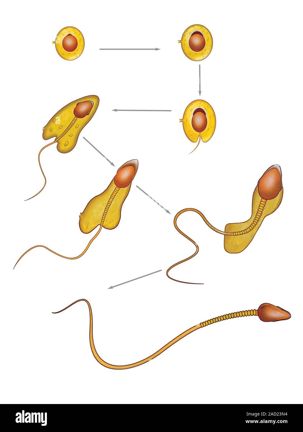 Illustration of the Spermiogenesis. This illustration is from Asklepios ...