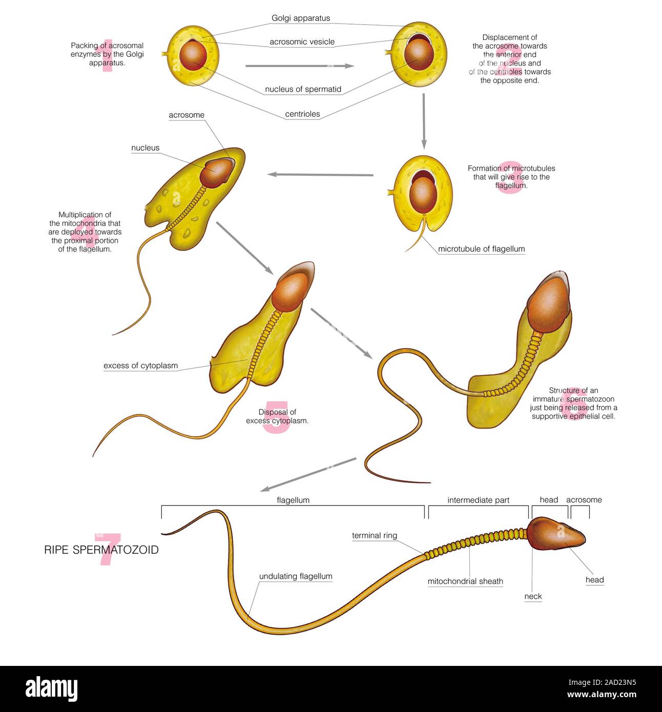 Illustration of the Spermiogenesis. This labelled illustration is from Asklepios Atlas of the ...