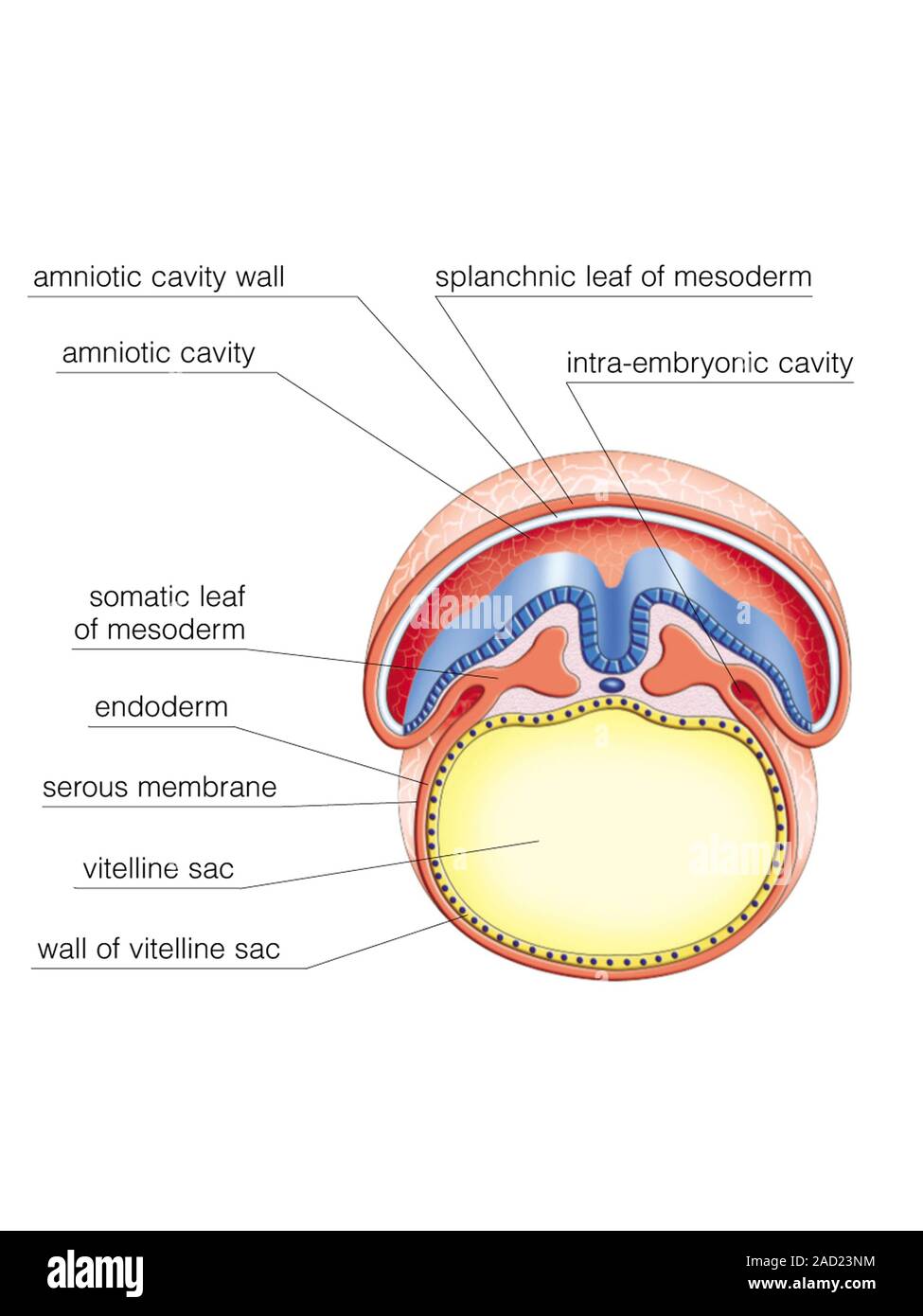 Illustration of the formation of the intra-embryonic cavities. This ...