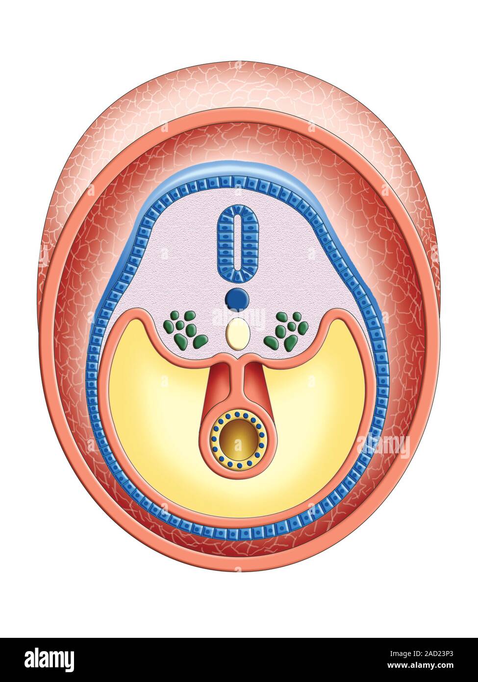 Illustration of the formation of the intra-embryonic cavities. This illustration is from ...