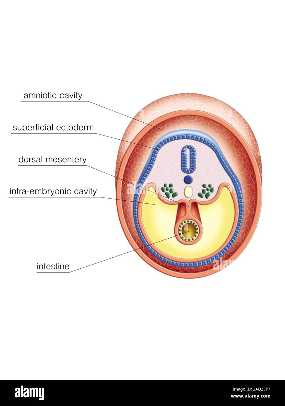 Illustration of the formation of the intra-embryonic cavities. This labelled illustration is ...