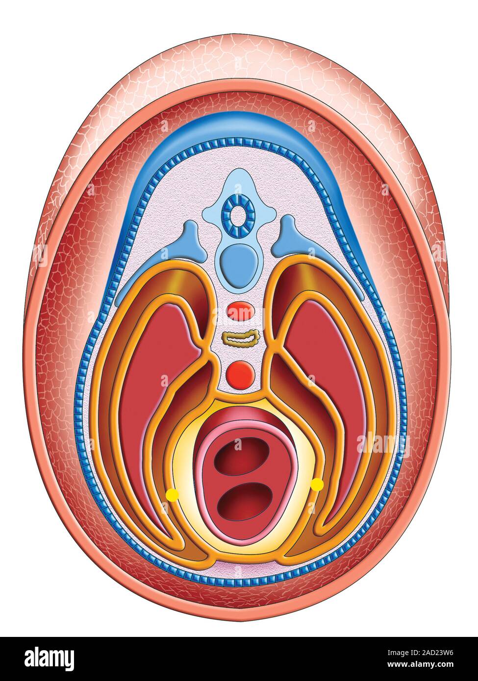 Zygomatic Bone Photograph By Asklepios Medical Atlas