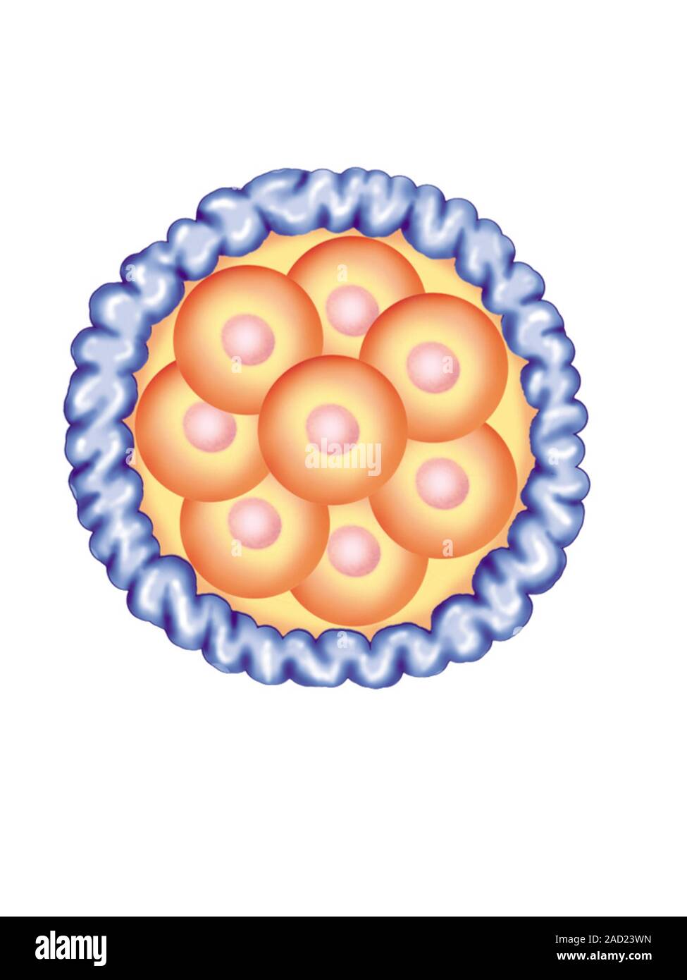Illustration of the Blastocyst formation and Implantation. This ...