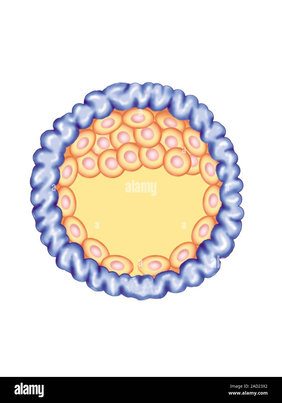 Illustration of the Blastocyst formation and Implantation. This ...