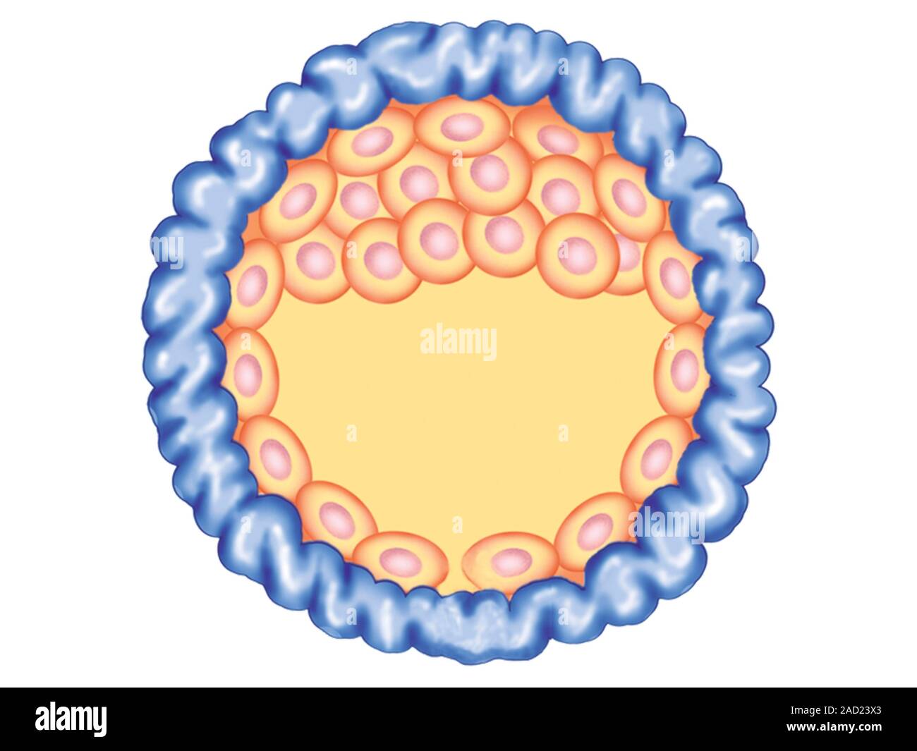 Illustration of the Blastocyst formation and Implantation. This ...