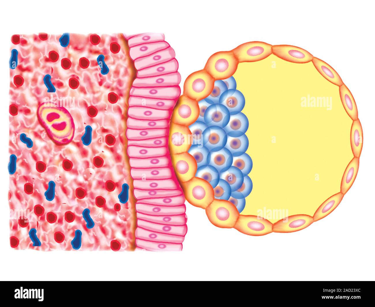 Illustration of the Blastocyst formation and Implantation. This ...