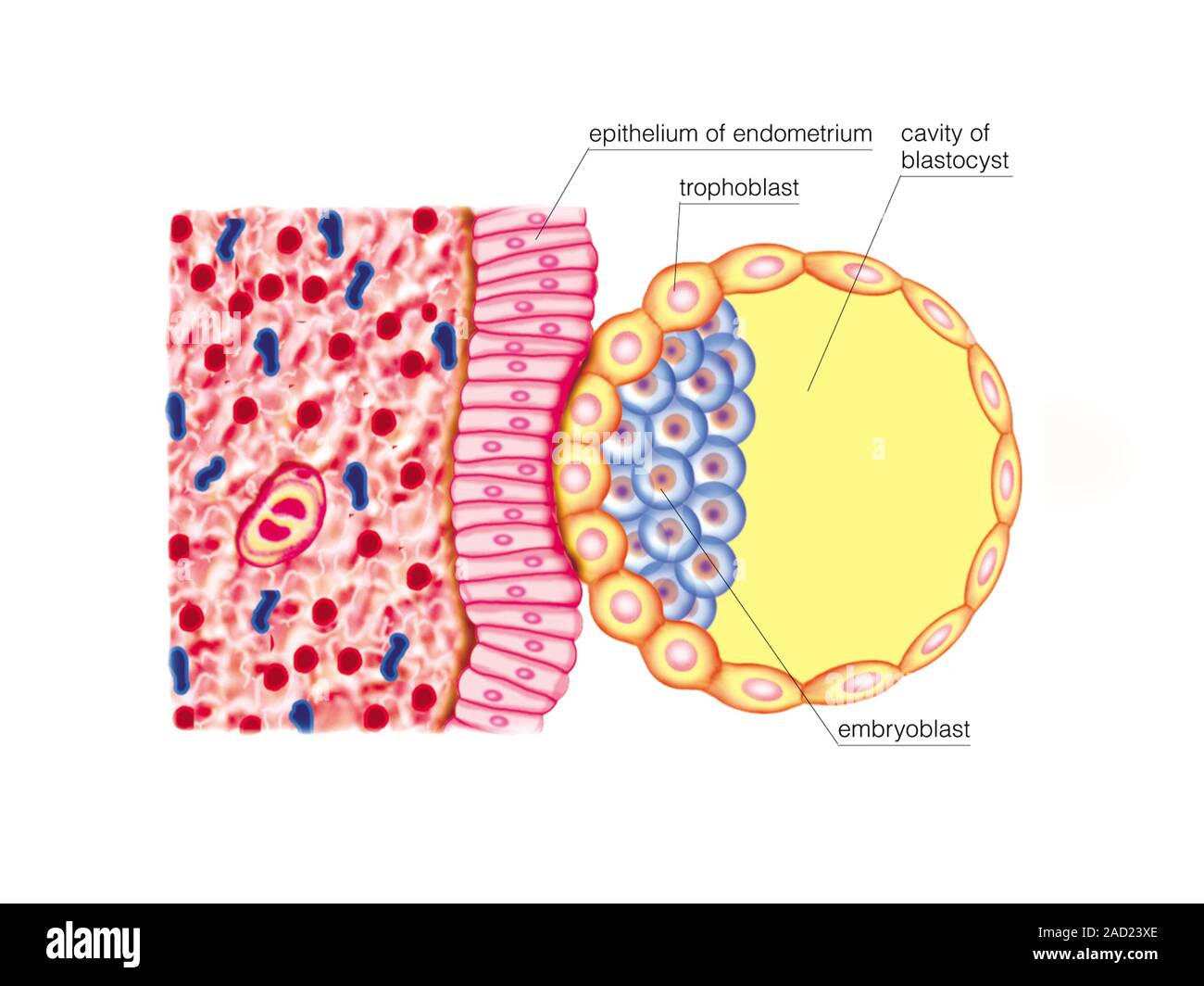Illustration of the Blastocyst formation and Implantation. This ...