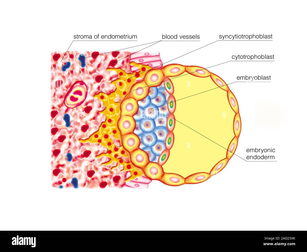 Illustration of the Blastocyst formation and Implantation. This ...