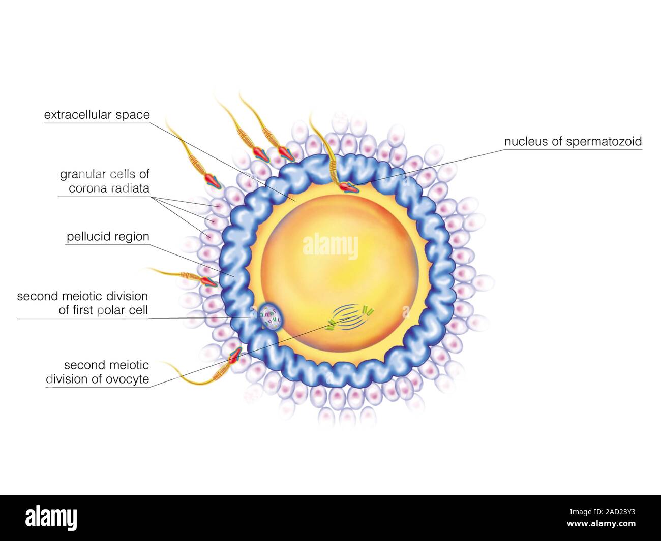 Illustration of the First Cellular Division. This labelled illustration ...