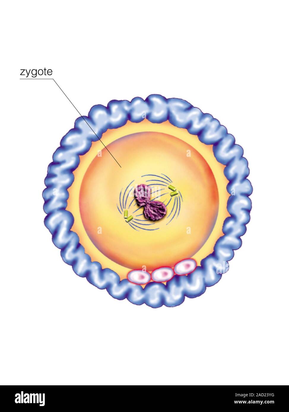 Illustration of the First Cellular Division. This labelled illustration ...