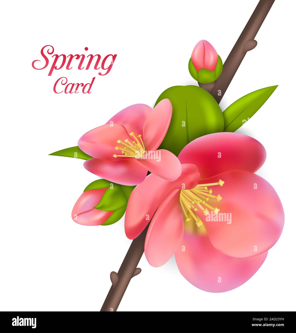 Quince vector Cut Out Stock Images & Pictures - Alamy