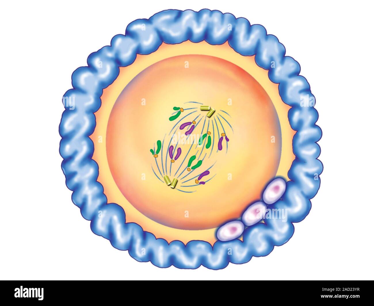 Illustration of the First Cellular Division. This illustration is from ...