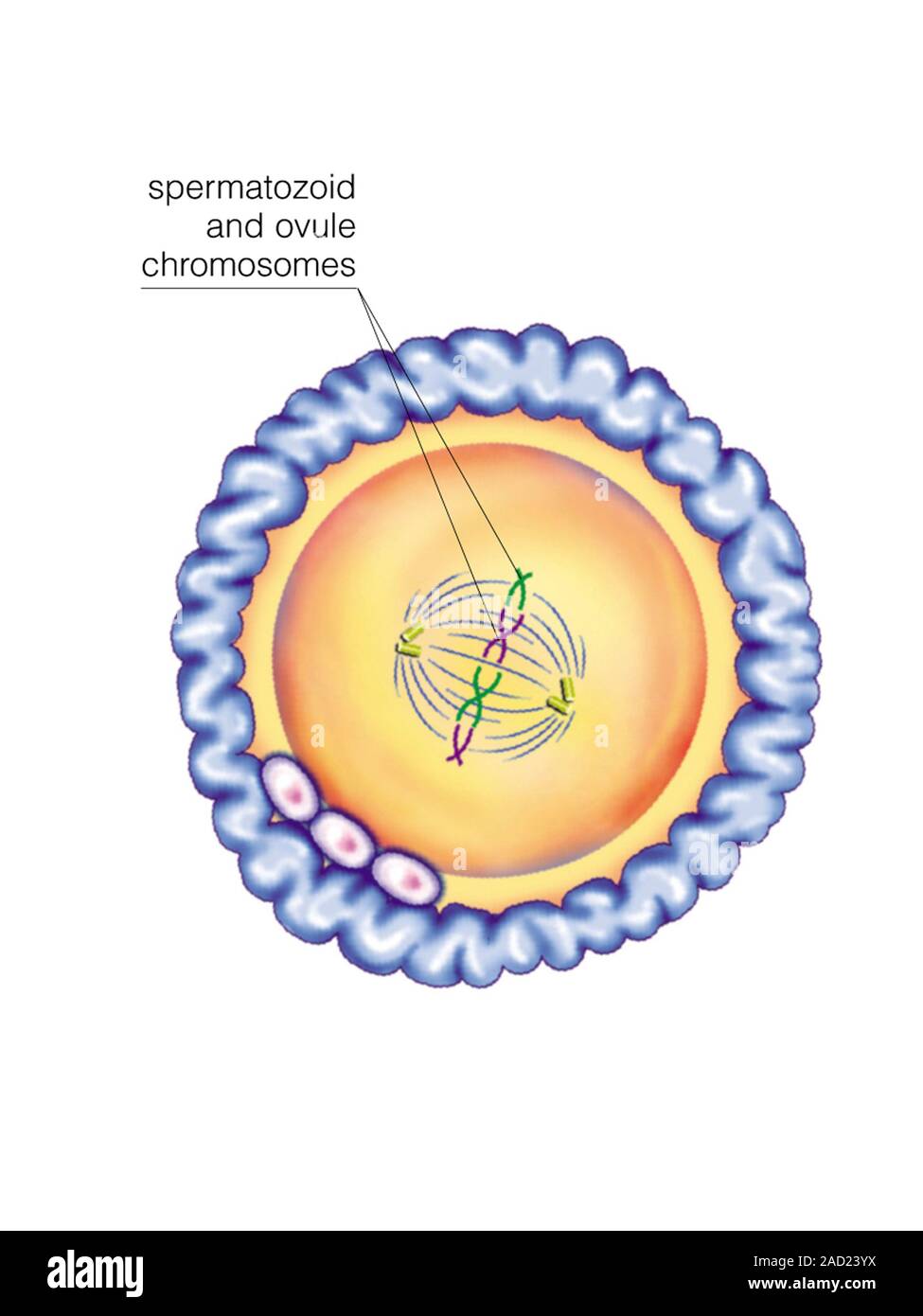 Illustration of the First Cellular Division. This labelled illustration ...