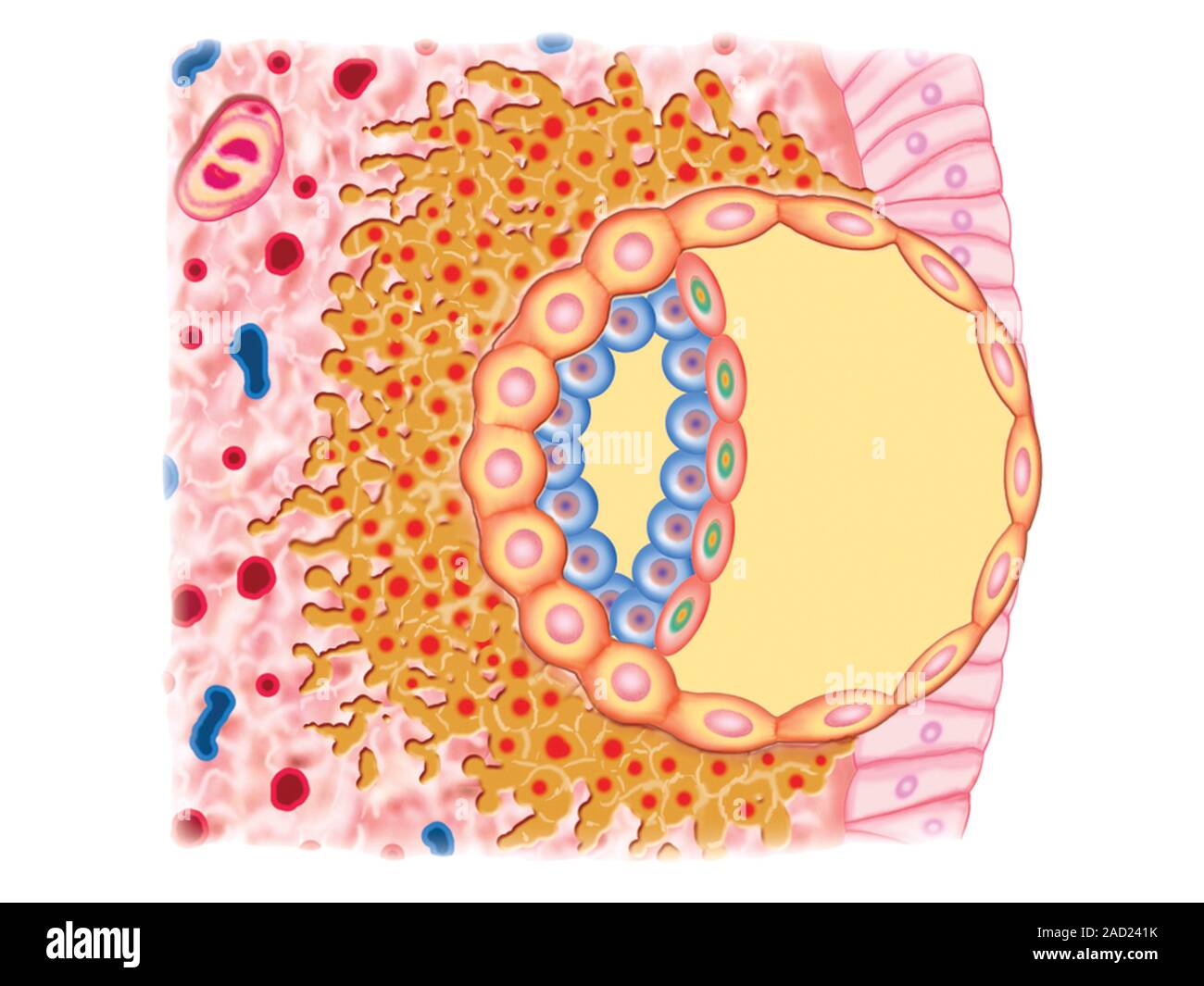 Illustration of the Placentation and embryo formation. This ...