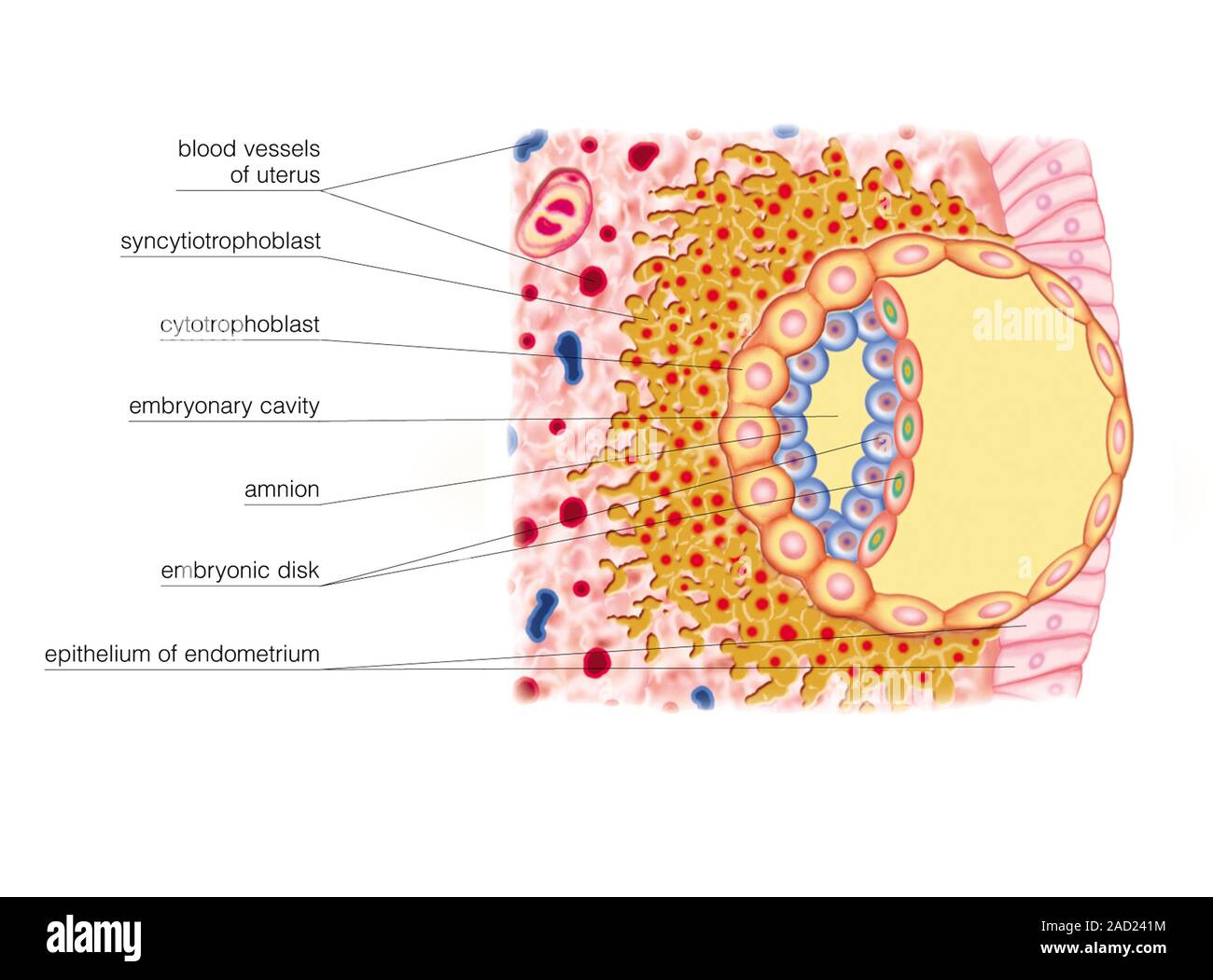 Illustration of the Placentation and embryo formation. This labelled ...