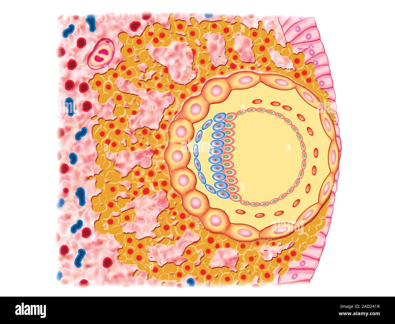 Illustration of the Placentation and embryo formation. This ...