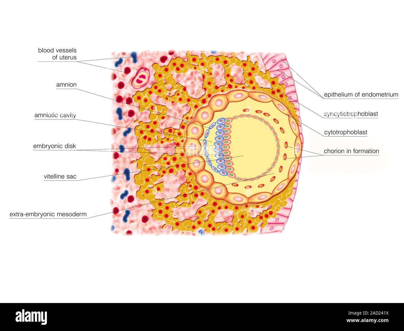Illustration of the Placentation and embryo formation. This labelled ...