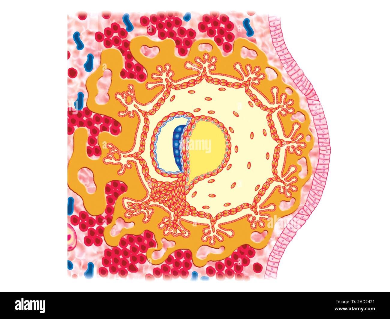 Illustration of the Placentation and embryo formation. This ...