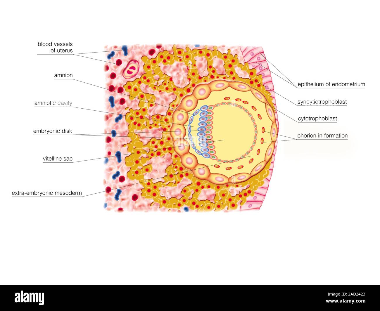 Illustration of the Placentation and embryo formation. This labelled ...