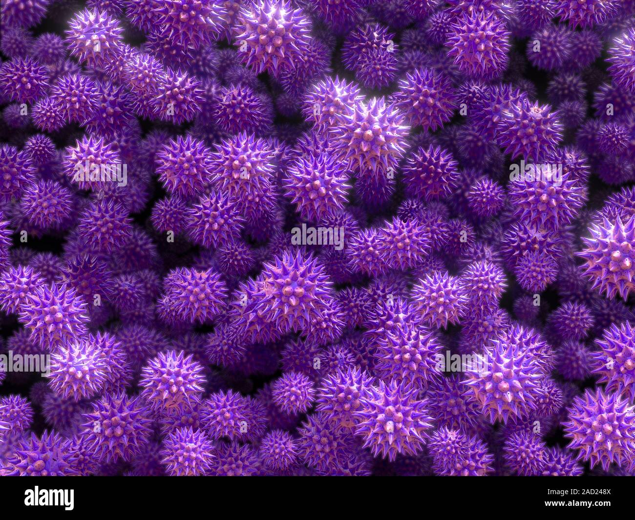 Daisy pollen. 3D computer illustration of pollen grains from a daisy ...