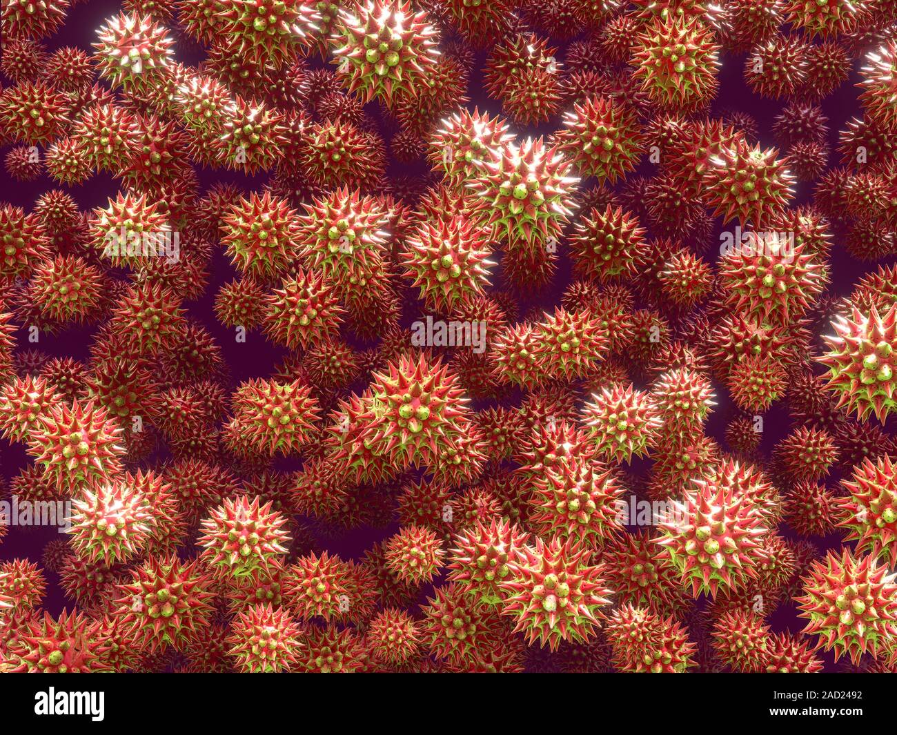 Daisy pollen. 3D computer illustration of pollen grains from a daisy ...