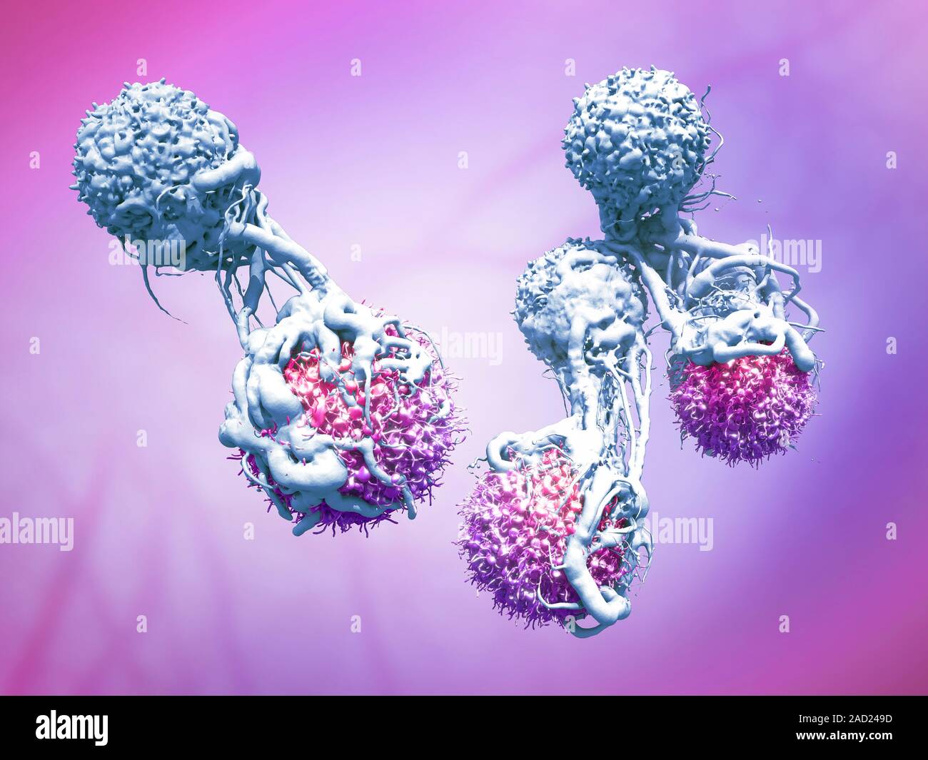 T cells attacking cancer cells. 3D computer illustration of T ...
