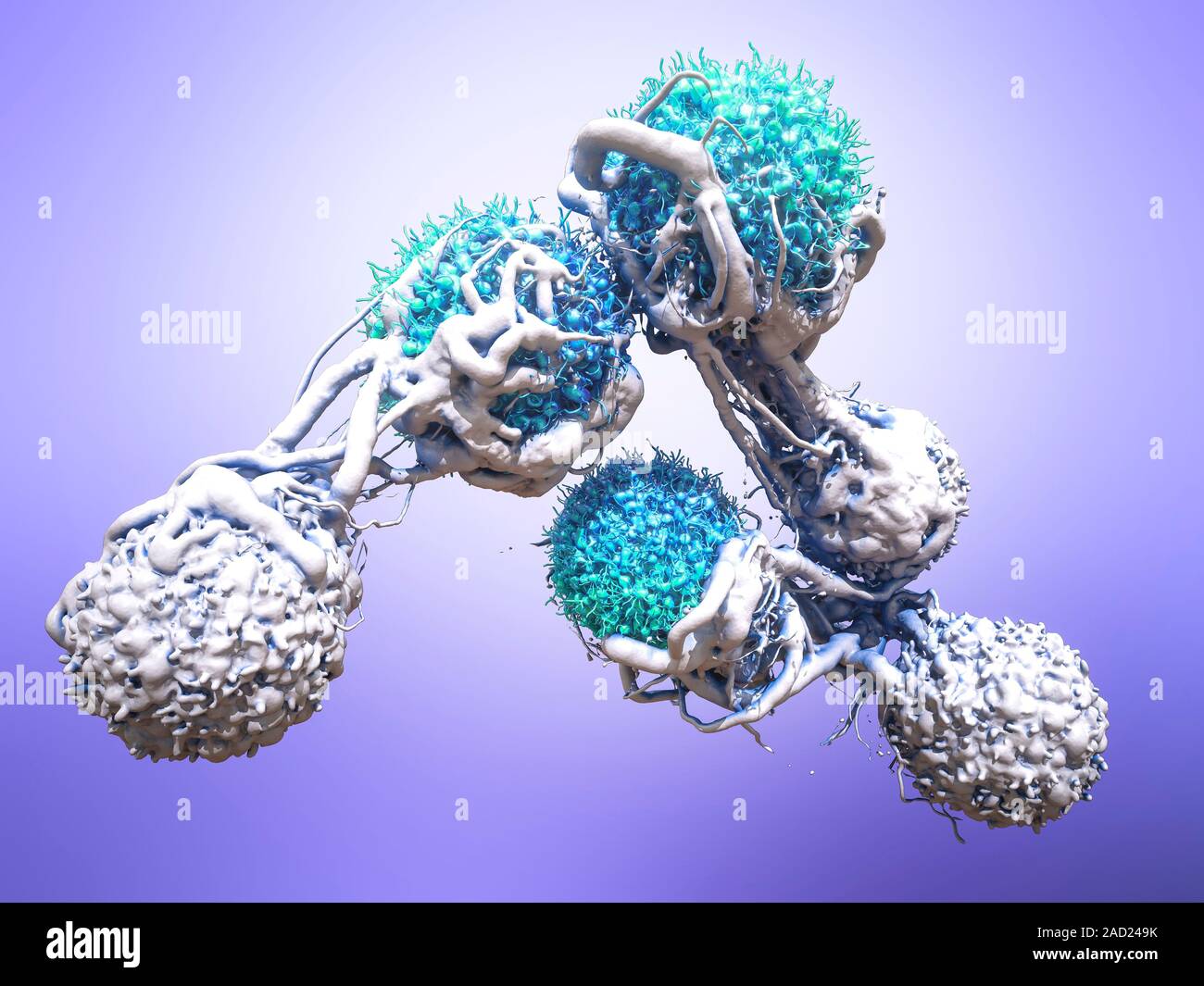 T cells attacking cancer cells. 3D computer illustration of T ...