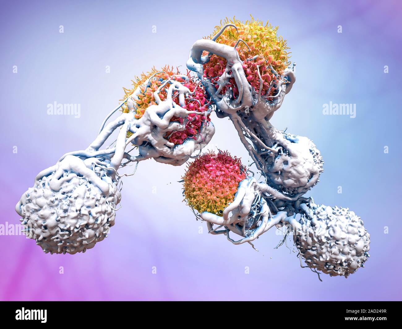 T cells attacking cancer cells. 3D computer illustration of T ...