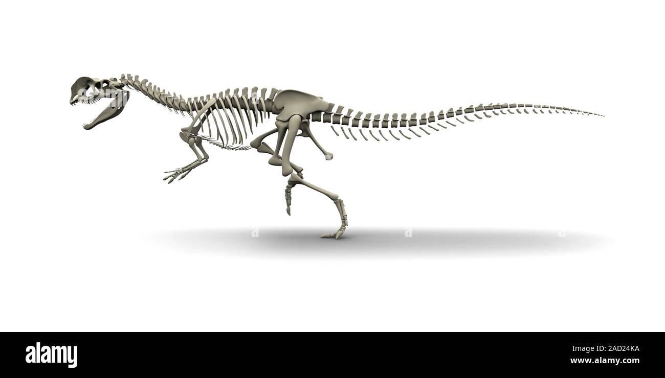 Dilophosaurus sp. dinosaur skeleton, computer illustration. This ...