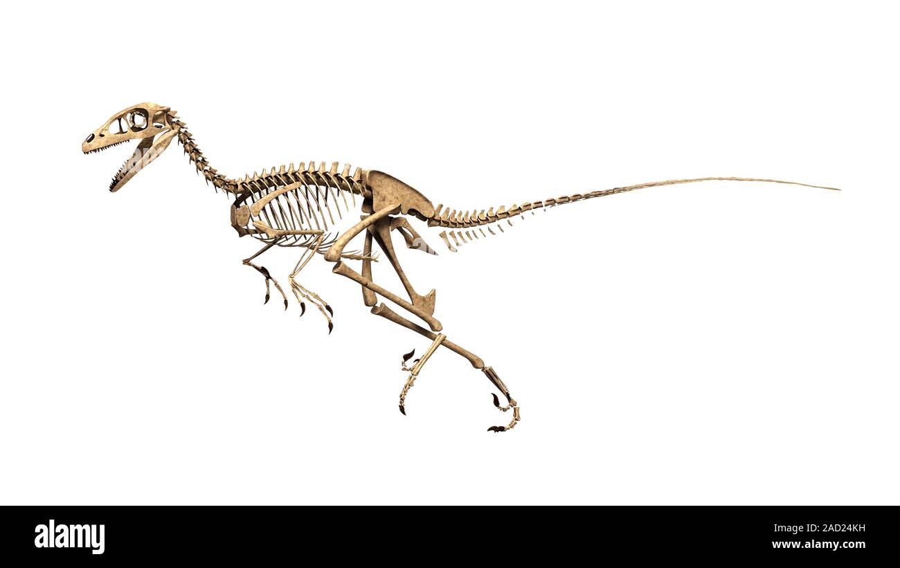 Troodon sp. dinosaur skeleton, computer illustration. This small, fast ...