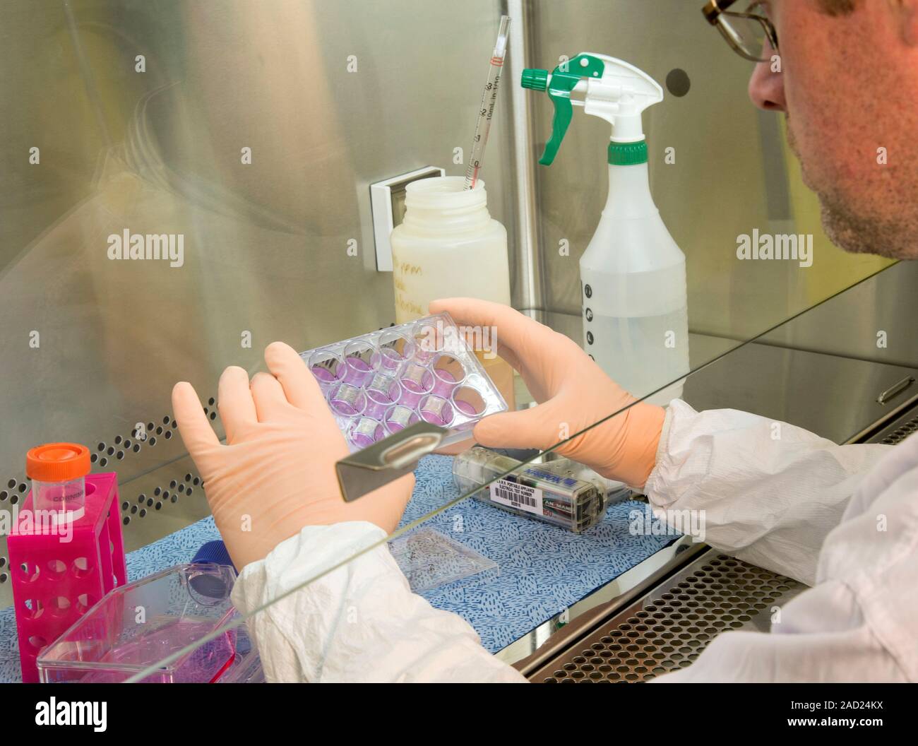 Cell culture research. Cell cultures being handled in a laboratory. At ...