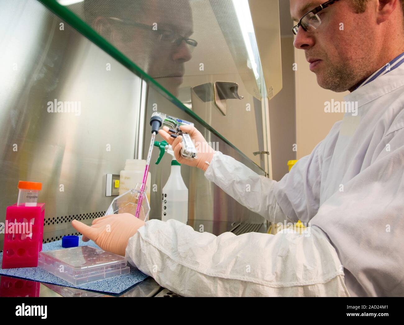 Cell culture research. Laboratory researcher using a Thermo Scientific ...
