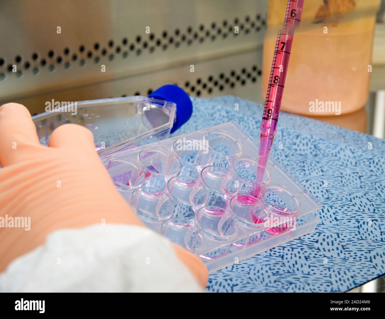 Cell culture research. Close-up of a laboratory researcher using a ...