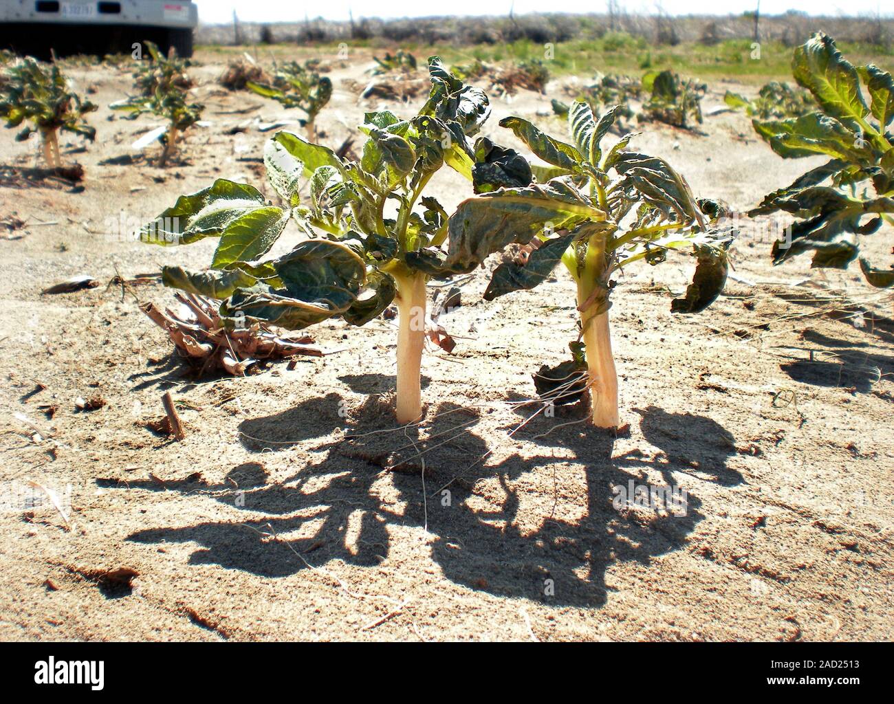 Potato crop damage after dust storm. View of a dramatic amount of soil ...
