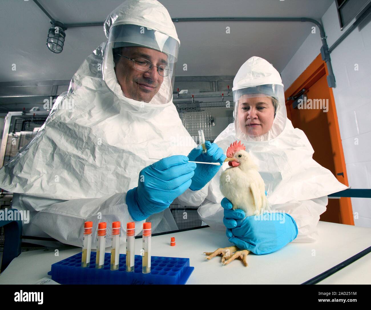 Avian disease research. Veterinary pathologist (left) and ...