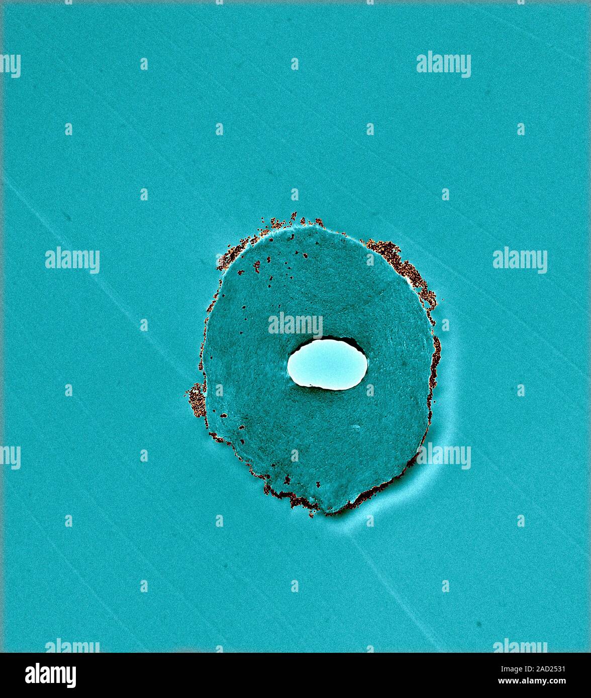 Clay nanoparticle coated cotton fibre. Micrograph of a section through ...